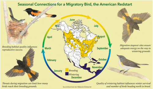 Species on the Move Present a Conservation Challenge | Climate Central