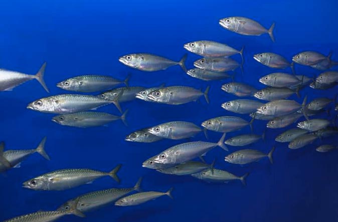 Fish Size to Shrink Due to Climate Change, Study Says | Climate Central Fish Size to Shrink Due to Climate Change, Study Says | Climate Central
