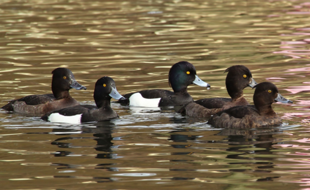 Rising Temperatures in Europe Leave Ducks Grounded | Climate Central