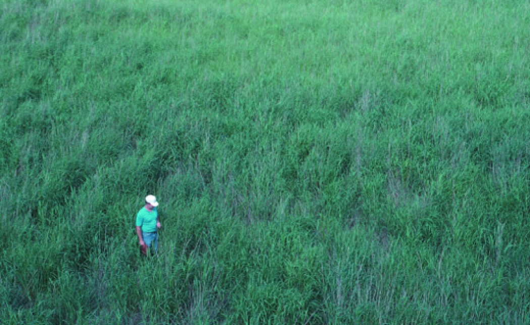 Grass is Greener for the Future of Biofuels | Climate Central