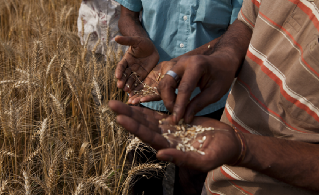 Crop Yields Inadequate to Feed the World by 2050: Study | Climate Central