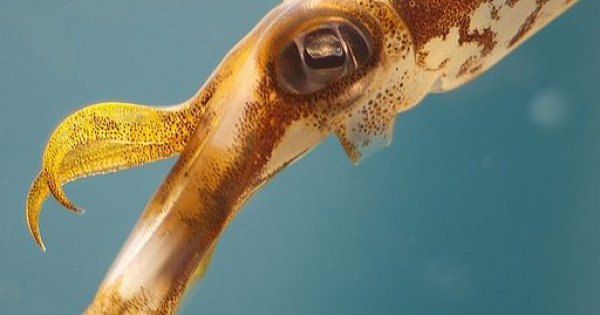 Squid Threatened by Ocean Acidity Caused by Rise in CO2 | Climate Central