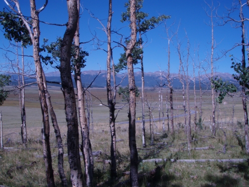 Drought May Stunt Forests’ Ability to Capture Carbon | Climate Central