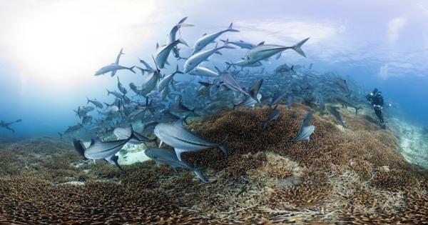 Great Barriers: Reefs First Line of Coastal Defense | Climate Central
