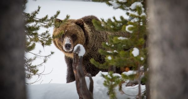 A Simple Idea Could Help Wildlife Survive Climate Change | Climate Central