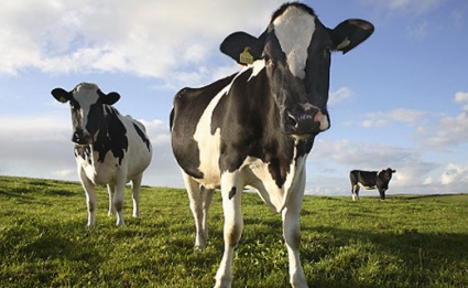 Of Climate Change, Cows, and California Dreamin' | Climate Central