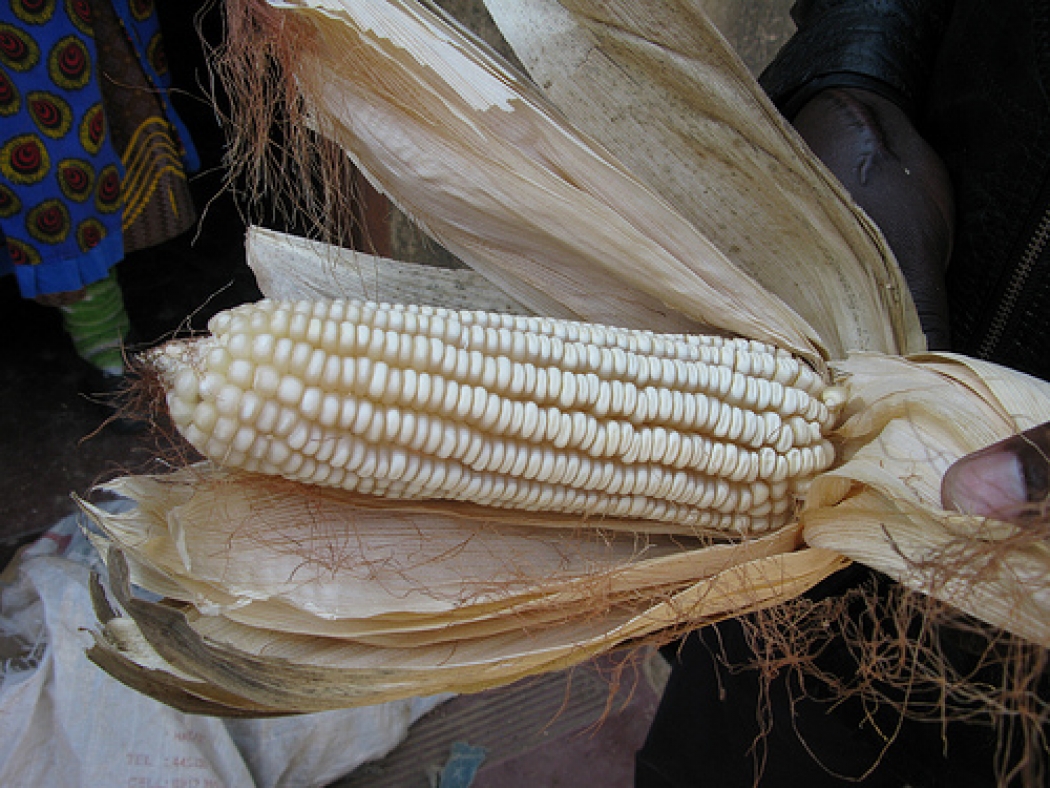 Climate Change Threatens Southern Africa’s Vital Crops | Climate Central