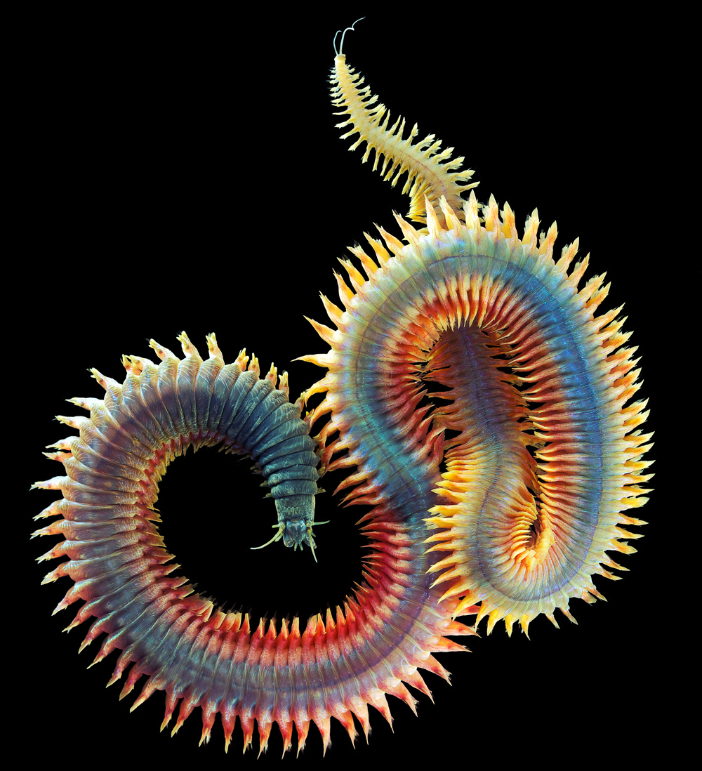 Image of the Day: The Hidden Rainbow of an Arctic Worm | Climate Central